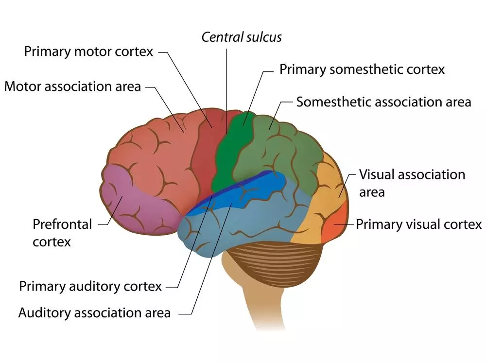 ka kooban-1470321163-prefrontal-kortex.jpg