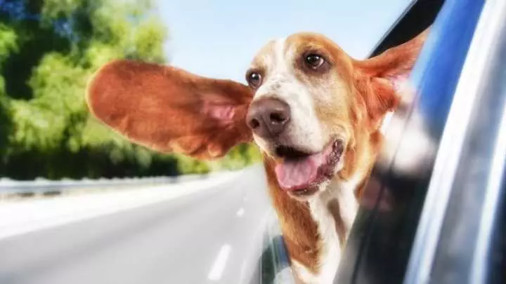 Hondenhersenen verwerken menselijke spraak op dezelfde manier als wij
