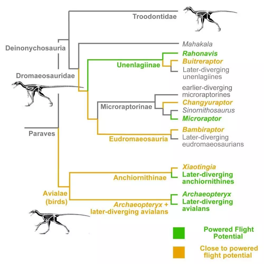 Dinosaurier fléien laang ier se Villercher goufen, iwwerschafft Evolutiounsbaum verroden 1139_2