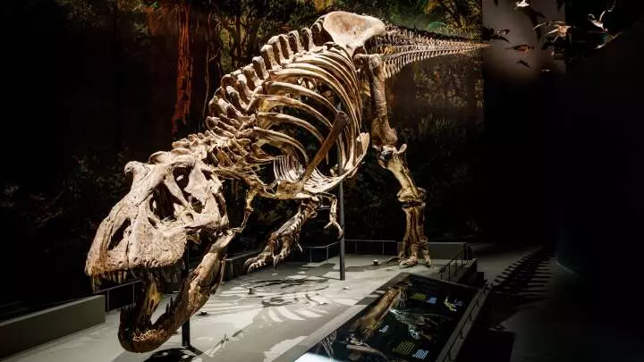 Probablemente, os humanos poderían superar a un T. Rex, mesmo a velocidade de camiñar