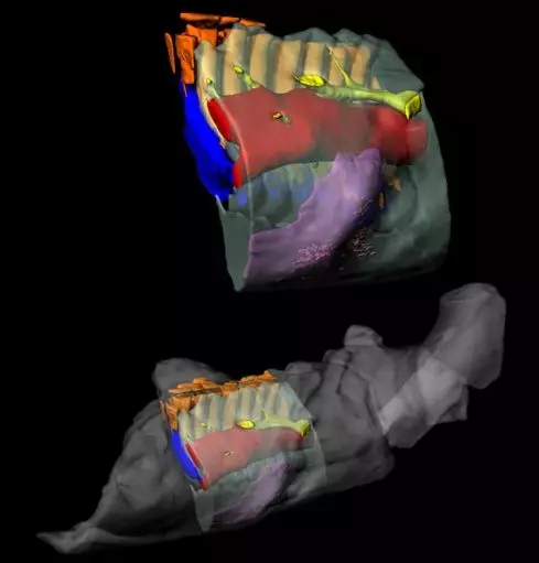 Tumor Muka Jarang Ditemui Buat Pertama Kali Pada Dinosaur Kerdil Berbil Itik