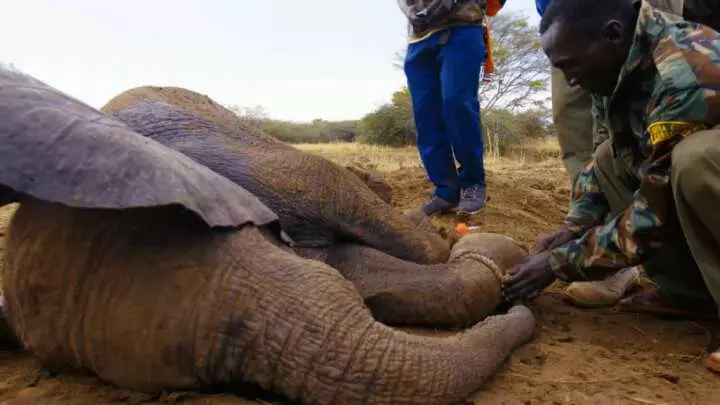 Anak Gajah Diselamatkan Dari Jerat Oleh Pasukan Hidupan Liar Kenya