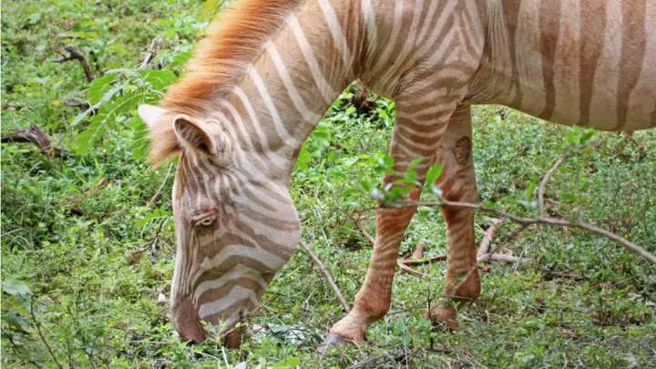 Un rare zèbre « blond » photographié à l'état sauvage en Afrique