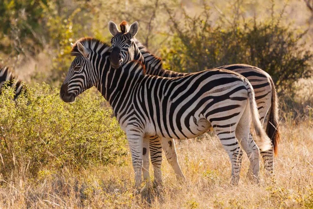 Rara zebra 'loira' fotografada na natureza na África 1158_1