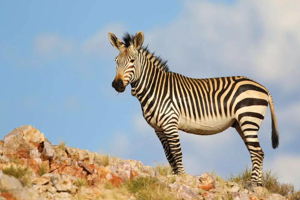 Jarang 'Pirang' Zebra Dipoto Di Alam Liar Di Afrika 1158_2