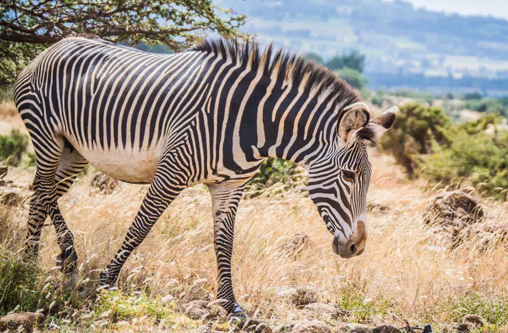 Rara zebra 'loira' fotografada na natureza na África 1158_3