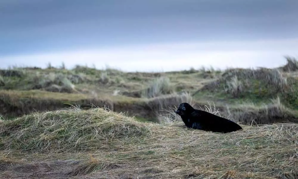 black velvet seal pup melanism