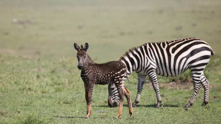 Listras e manchas incomuns podem causar problemas para as zebras, afirma estudo