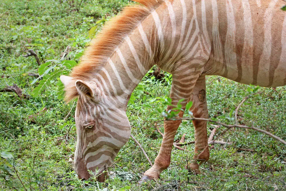 Mety hiteraka olana ho an'ny zebra ny tsipika sy pentina tsy mahazatra, fitakiana fianarana 1161_1