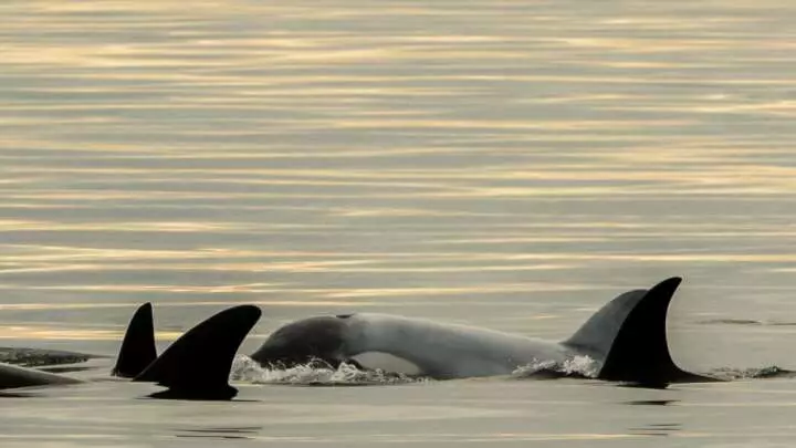 Sjaldgæfur hvítur orka sást meðal fræbelgs við strendur Washington