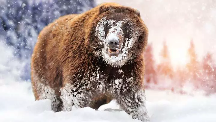 Orso di cocaina: la vera storia di un orso che ha mangiato 70 libbre di cocaina