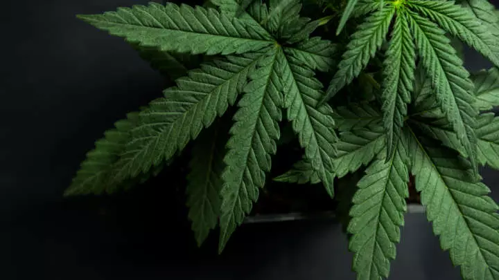 Kodi Cannabis Imachiritsa Khansa? Tinafunsa Katswiri