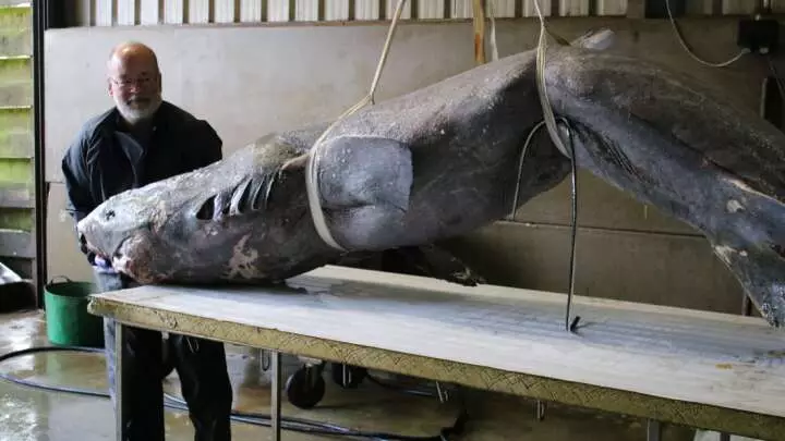 Primeiro caso rexistrado de meninxite nun tiburón de Groenlandia descuberto nunha necropsia