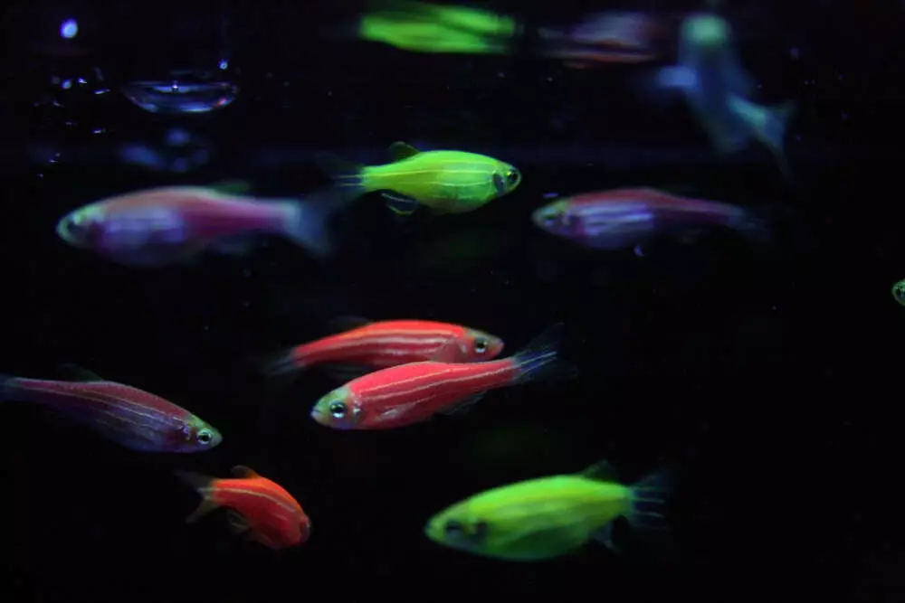 Os peixes brillantes modificados xeneticamente escaparon aos regatos salvaxes brasileiros