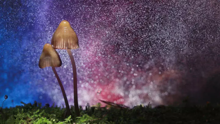 Magic Mushrooms helpe by it behanneljen fan eksistinsjele eangst by kankerpasjinten