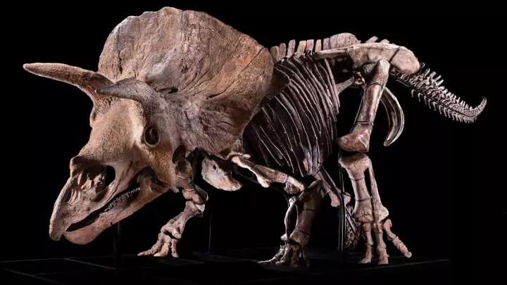 Battle Scars Of 'Big John' Hint på Triceratops Fight Clubs