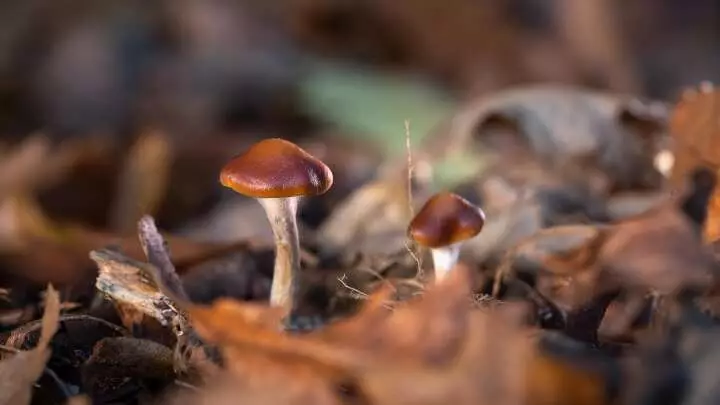 Psilocybin keppinautar leiðandi þunglyndislyf til að meðhöndla þunglyndi, lítil rannsókn finnur