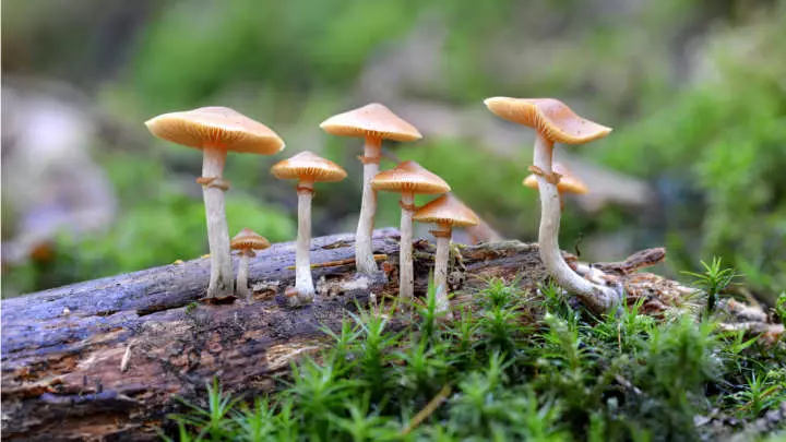 Jadyly kömelek birleşmesi Psilocybin Depressiýa düşen adamlaryň beýnisini 'täzeden düzüp' biler