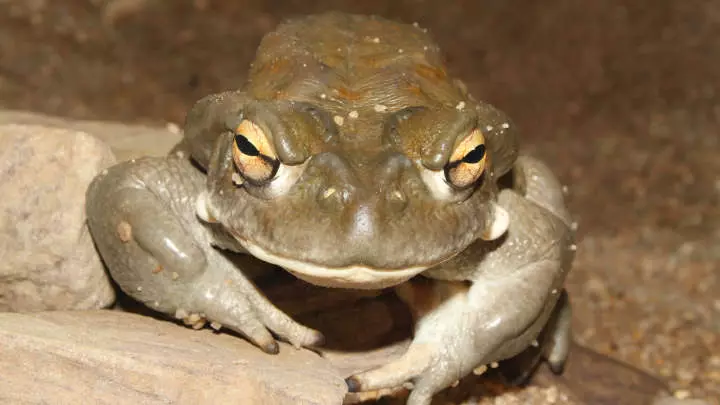 ទឹក Toad Hallucinogenic មានឥទ្ធិពលអស្ចារ្យលើខួរក្បាលខ្នាតតូចដែលដាំដុះដោយមន្ទីរពិសោធន៍