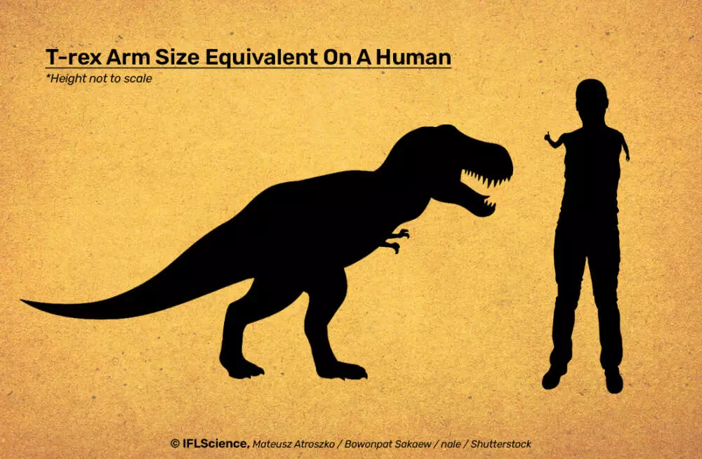 Miksi T-Rex-aseet olivat niin pieniä? Yhdellä tiedemiehellä on hieno uusi teoria