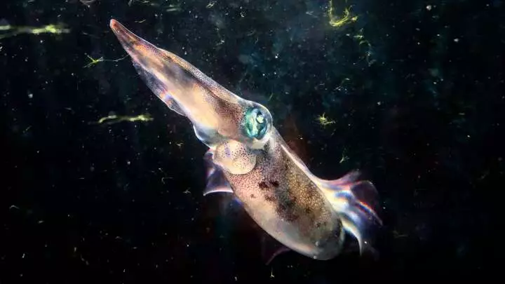 Blæksprutte filmet skiftende farve for at blande sig ind i omgivelserne for første gang