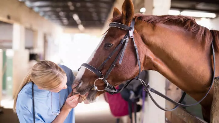 L-FDA Titlob lin-nies biex jieqfu jieħdu Horse De-Wormer Għal COVID-19