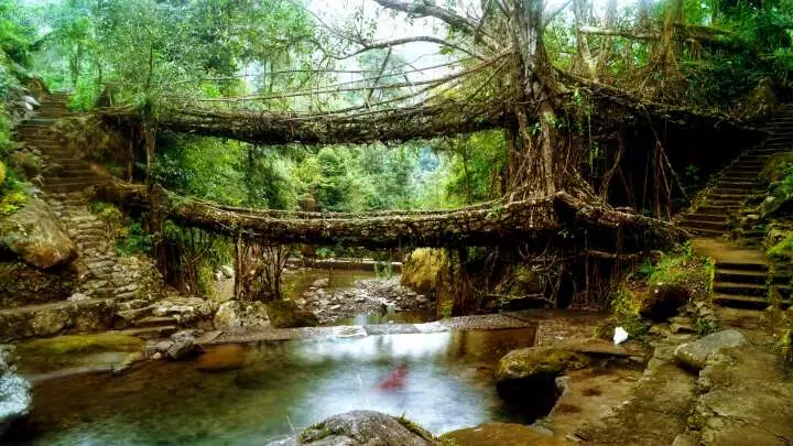 Ikonični indijski "mostovi živih korijena" smatraju se UNESCO-vom svjetskom baštinom