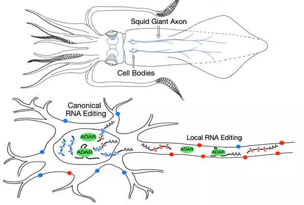 Squid, RNK-ny redaktirläp, genetiki kodlaşdyryşyna gözegçilik edip biler 1467_1