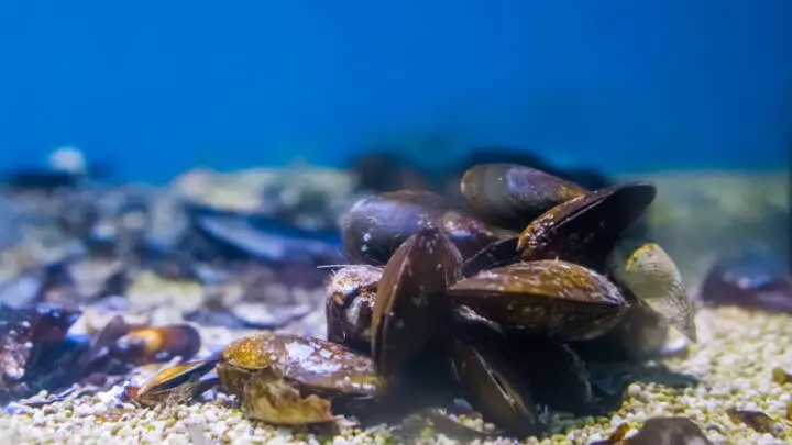 Haeba U Ja Li-Mussels, U ka 'na ua Sebelisa Microplastics