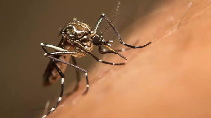 750 millóns de mosquitos modificados xeneticamente serán liberados en Florida Keys