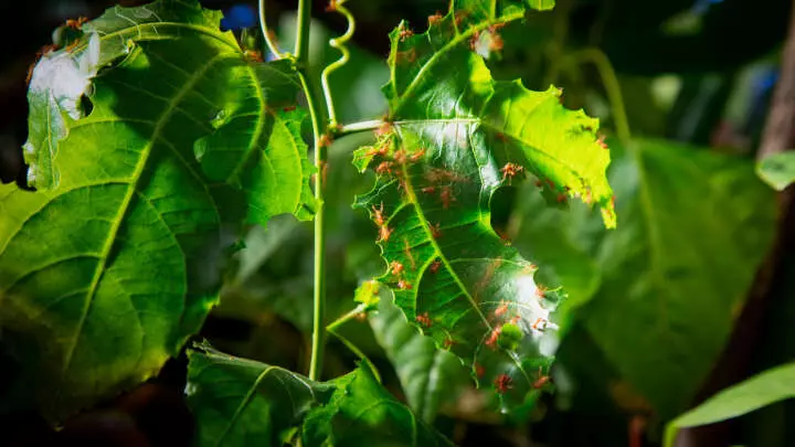 Green Planet: Is-Serje l-Ġdida tal-BBC ta’ David Attenborough Stars Feuding Fungi And Ant's-Eye Views