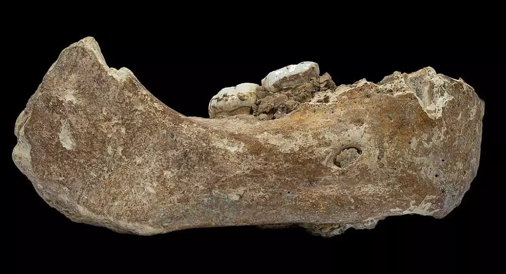 Ka pi ansyen gwo-kapasite nan sèvo ka premye konnen Denisovan Skull janm jwenn