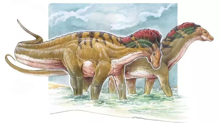 De nysgjerrige ryggradene på denne dinousaurens hals kan faktisk ha vært et seil