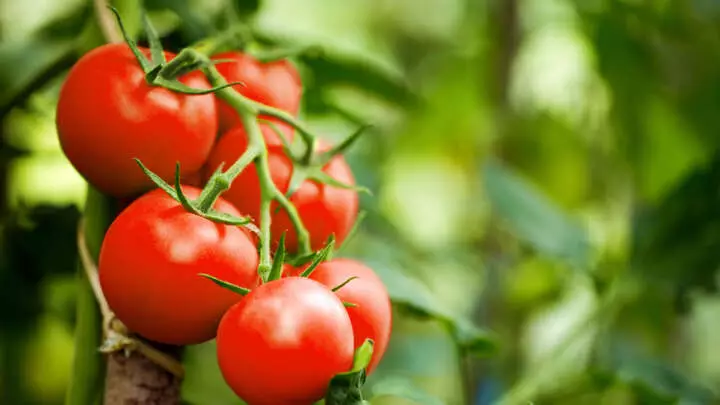 Tomate in Japan ist das erste von CRISPR bearbeitete Lebensmittel der Welt, das in den Verkauf kommt