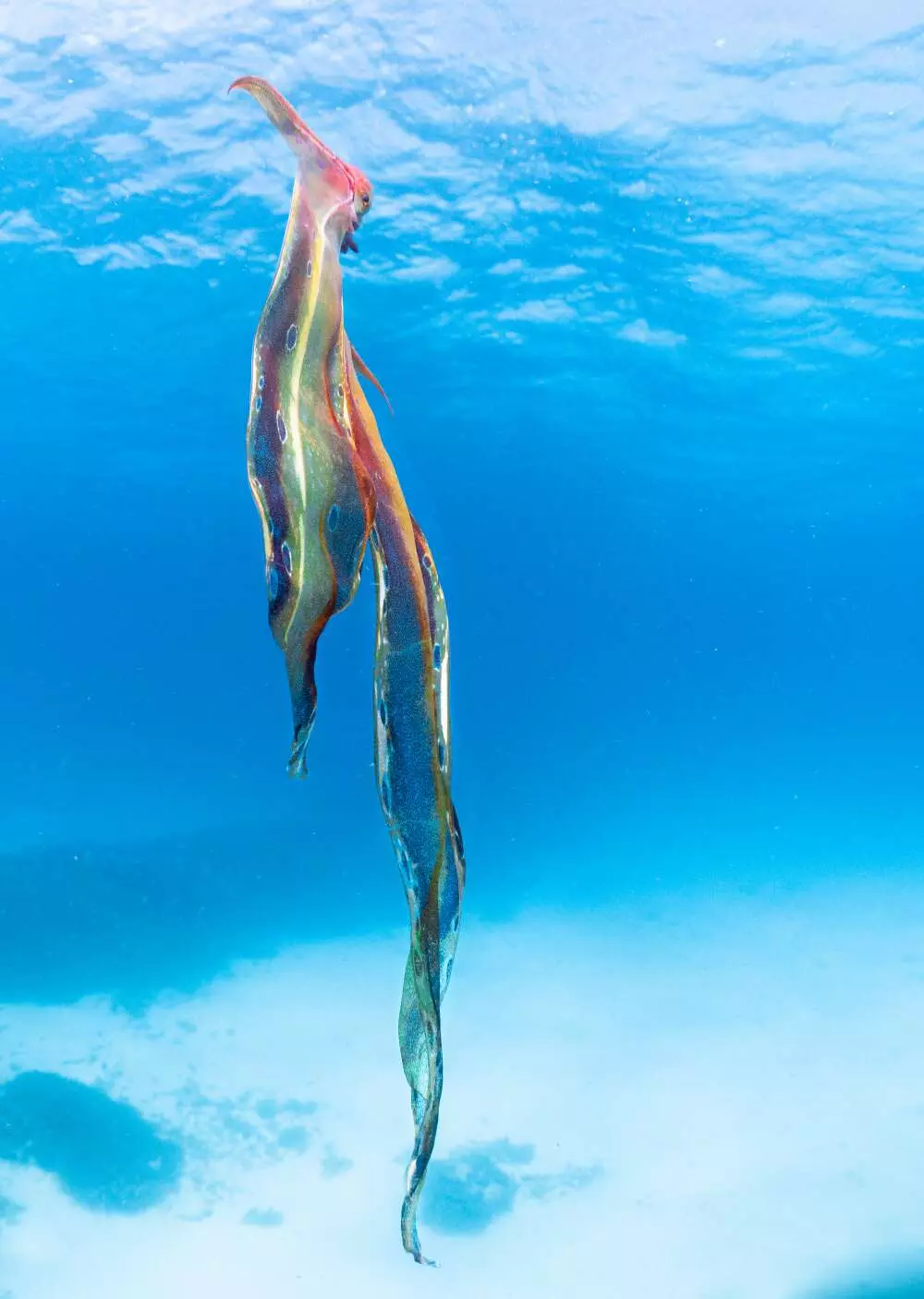 Mesmerizing Twirl Bidasanzwe Blanket Octopus Yafashwe Kuri Video