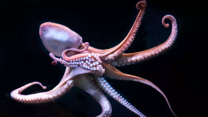 Octopuses xanaaqsan ayaa isku tuuraya burbur