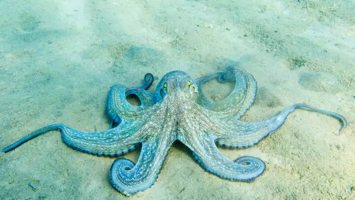 Awọn Octopuses Le Ni Irora Ni Ti ara ati Ni ẹdun, Iru si Awọn ẹranko