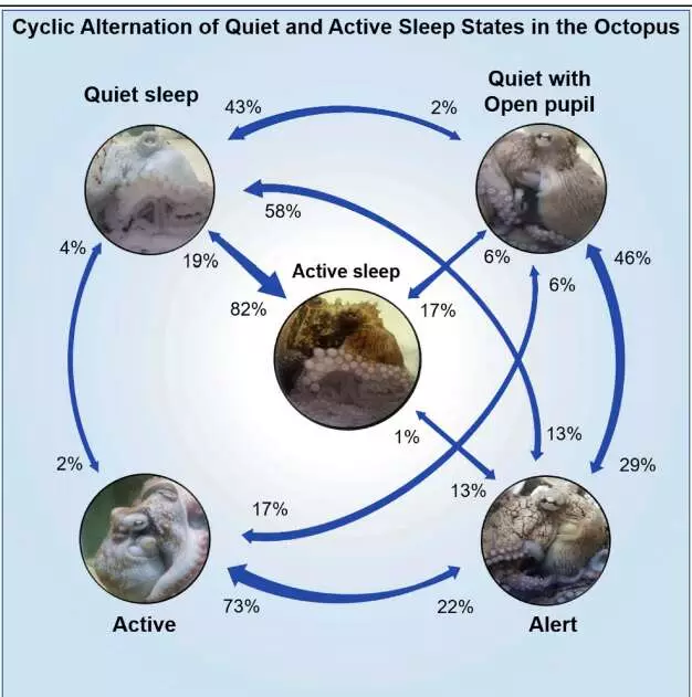 章魚有兩種睡眠狀態，一種可能涉及做夢 1622_1