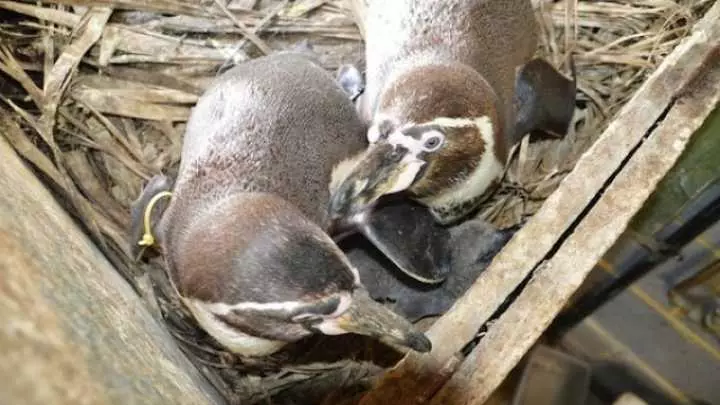 Meji Okunrin Penguins Gba abandoned adiye