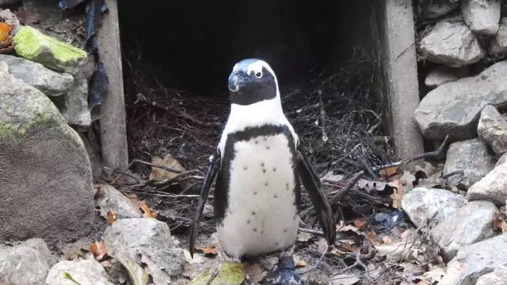 Penguinët 'gay' inkubojnë vezën në kopshtin zoologjik holandez pasi ia rrëmbejnë çiftit të shumimit