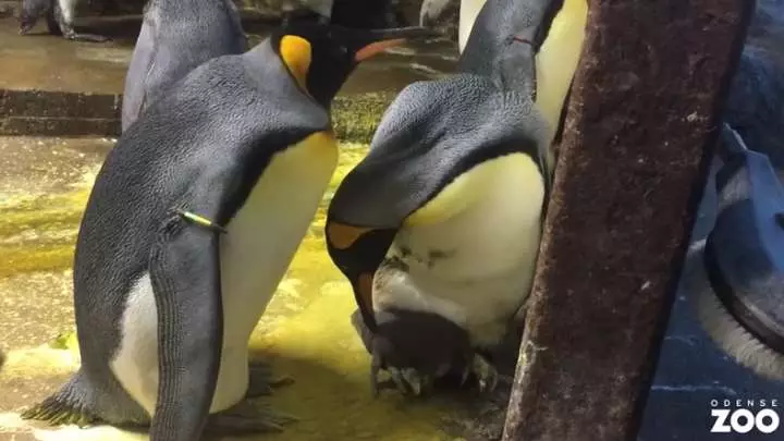 Awọn igbiyanju Gay Penguins Lati Gba Idiyele Idiye Ti Aibikita Ni Igbala Ni Ile-ọsin Denmark