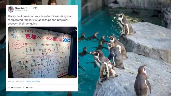 Das Kyoto Aquarium hat eine Tafel, die das komplizierte Liebesleben seiner Pinguine erklärt, und es ist entzückend