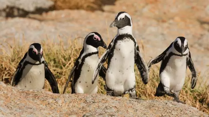 Penguins Xwedî Qabiliyeta Kêmdar in ku Bi Squawks Bi Rûyan re Lihev Bikin