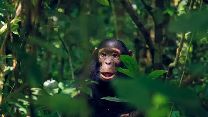 Abashakashatsi bandika Chimp yo mu gasozi bakoresheje ikintu cyakozwe n'abantu nkigikinisho cyimibonano mpuzabitsina bwa mbere