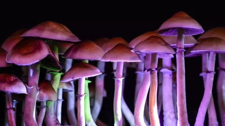 Bagong Magic Mushroom Species na Natuklasan Sa Australian Wilderness
