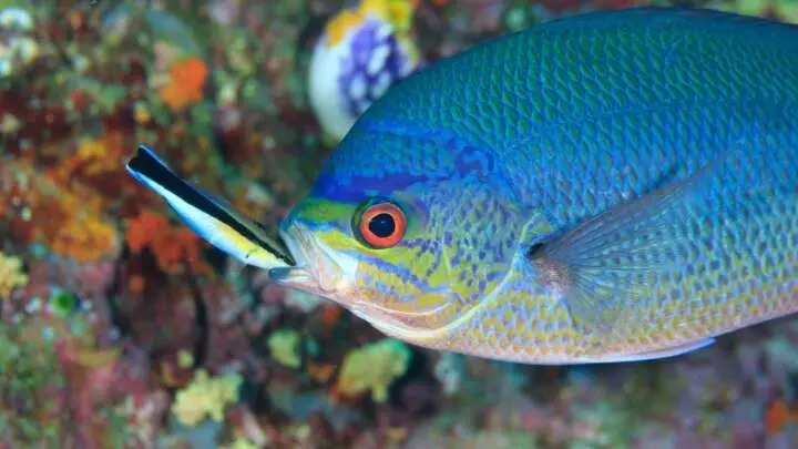 Los peces que se limpian en un espejo pueden haber demostrado autoconciencia