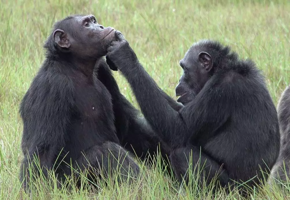 Mga Chimps nga Nakita nga Nagbutang ug Smushed Bugs Sa Mga Samad Ingon Posibleng Tambal