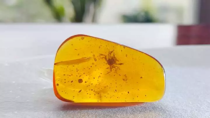 Achọtara nshịkọ mbụ na Amber ka dị egwu na 100 nde afọ