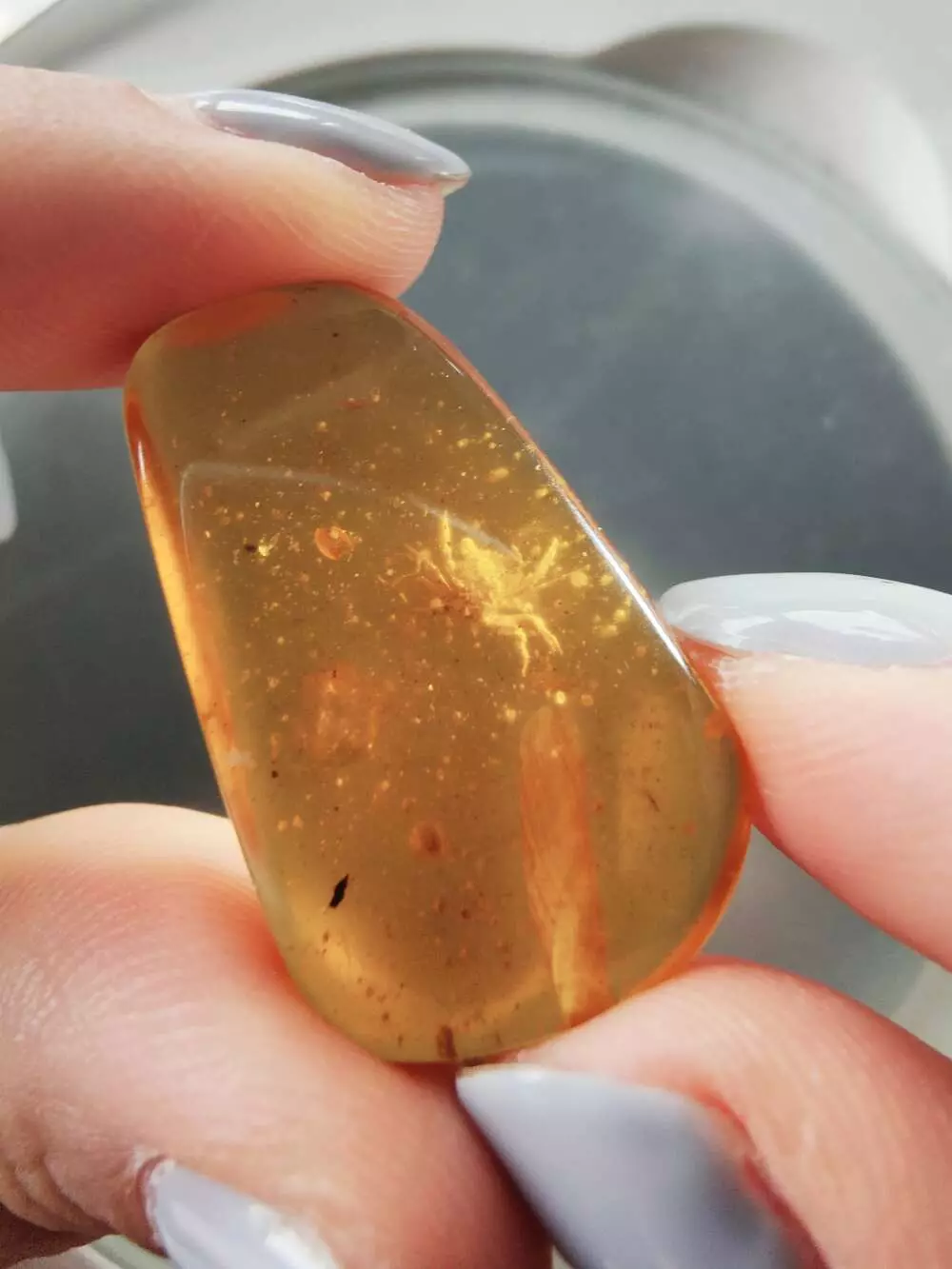 Unang Alimango nga Nakit-an Sa Amber Talagsaon Gihapon Sa 100 Million Years Old 1764_1