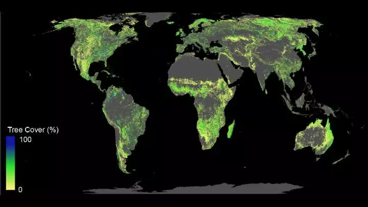 Wetenschappers suggereren dramatische herbebossingsinspanningen om het ergste van de klimaatcrisis te voorkomen